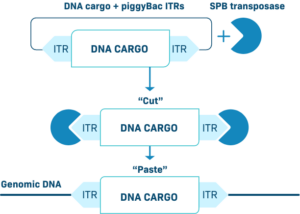 Technology – Poseida